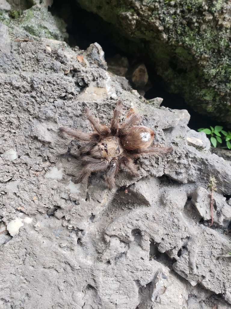 Texas Brown Tarantula from Hot Springs, AR, USA on May 24, 2024 at 04: ...