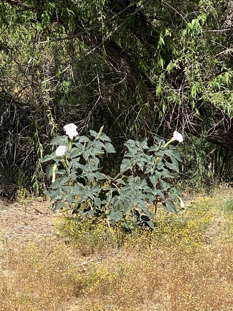 Sacred Datura from E Palm Ln, Black Canyon City, AZ, US on May 24, 2024 ...