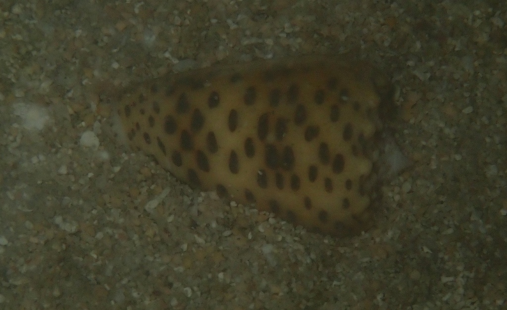 Flea-bitten Cone from Toloke, Futuna on May 24, 2024 at 07:21 PM by ...