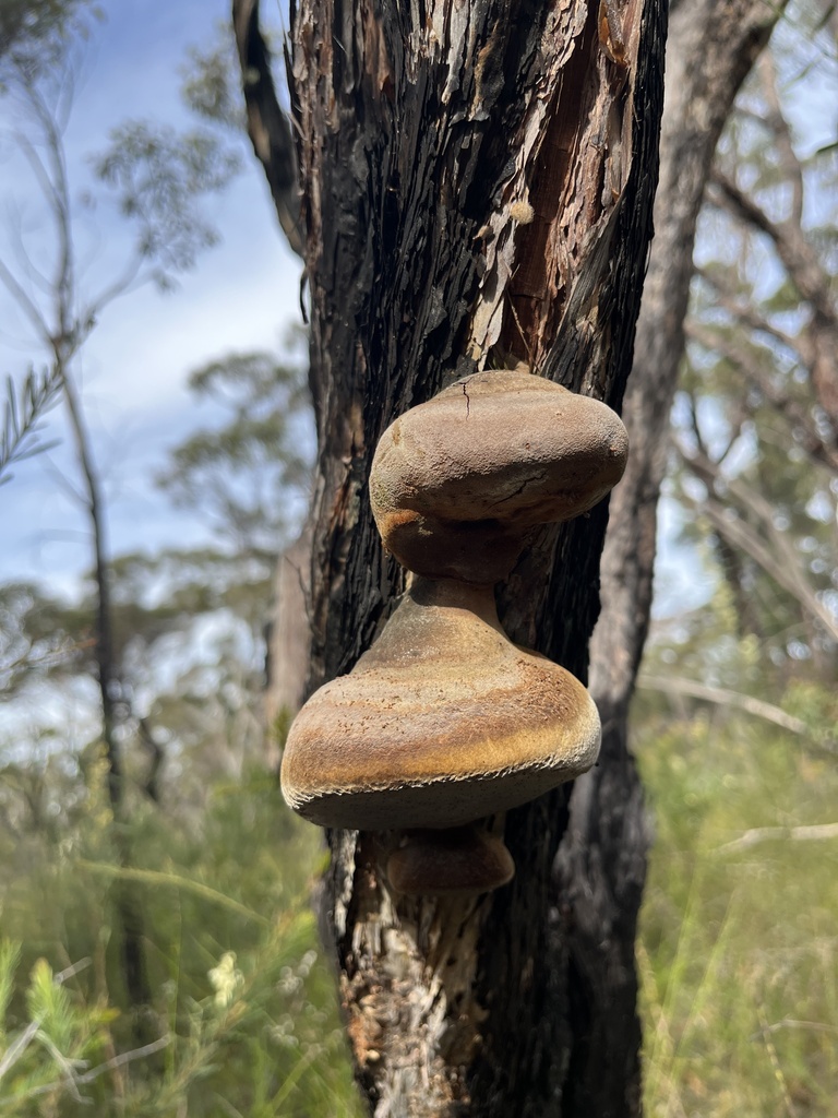 Hymenochaetales from Royal National Park, Royal National Park, NSW, AU ...