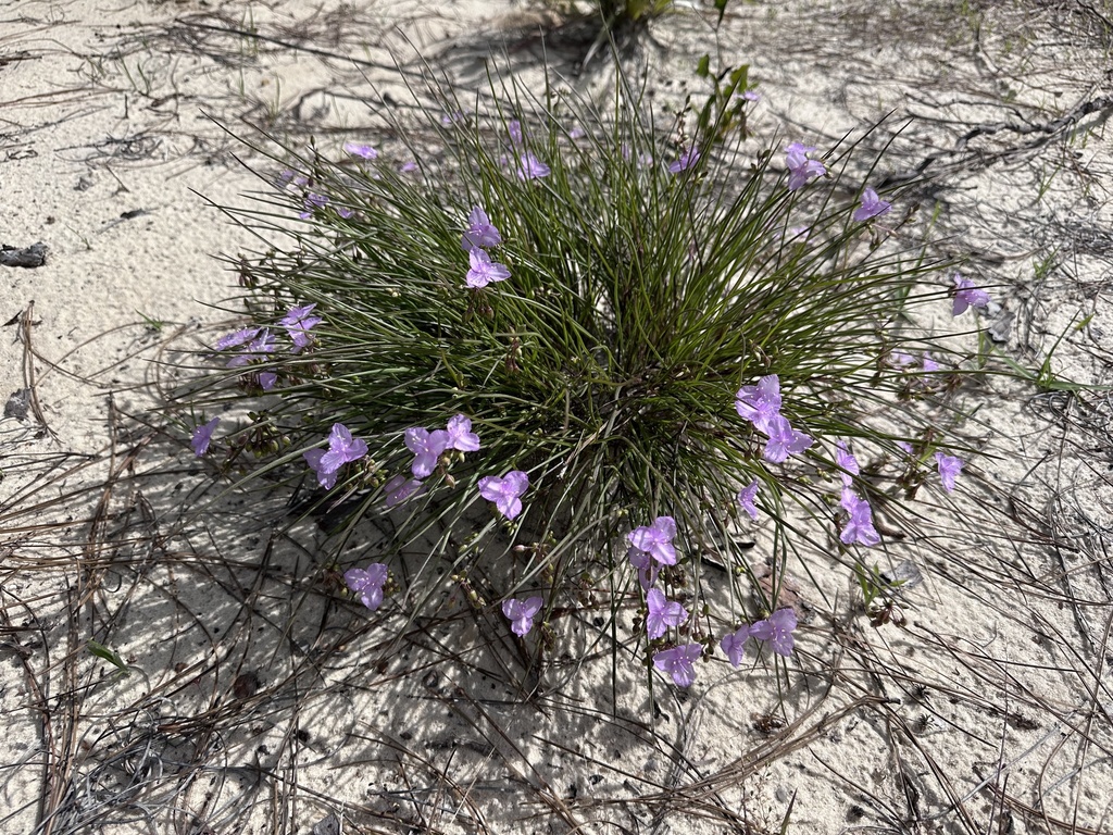 Grassleaf Roseling in April 2024 by ly-oh-nee-ah · iNaturalist