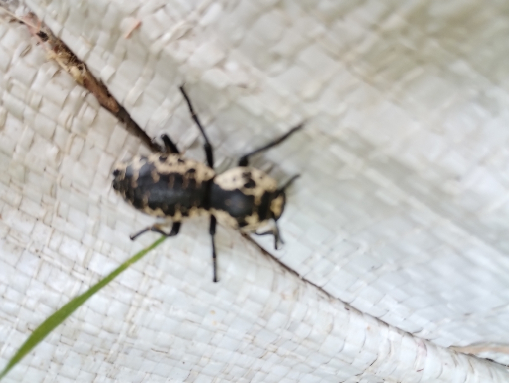 Zopherus nodulosus from Universidad Autonoma del Estado de Morelos ...