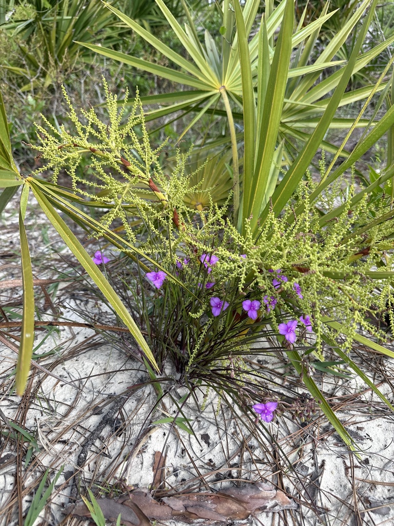 Grassleaf Roseling in April 2024 by ly-oh-nee-ah · iNaturalist