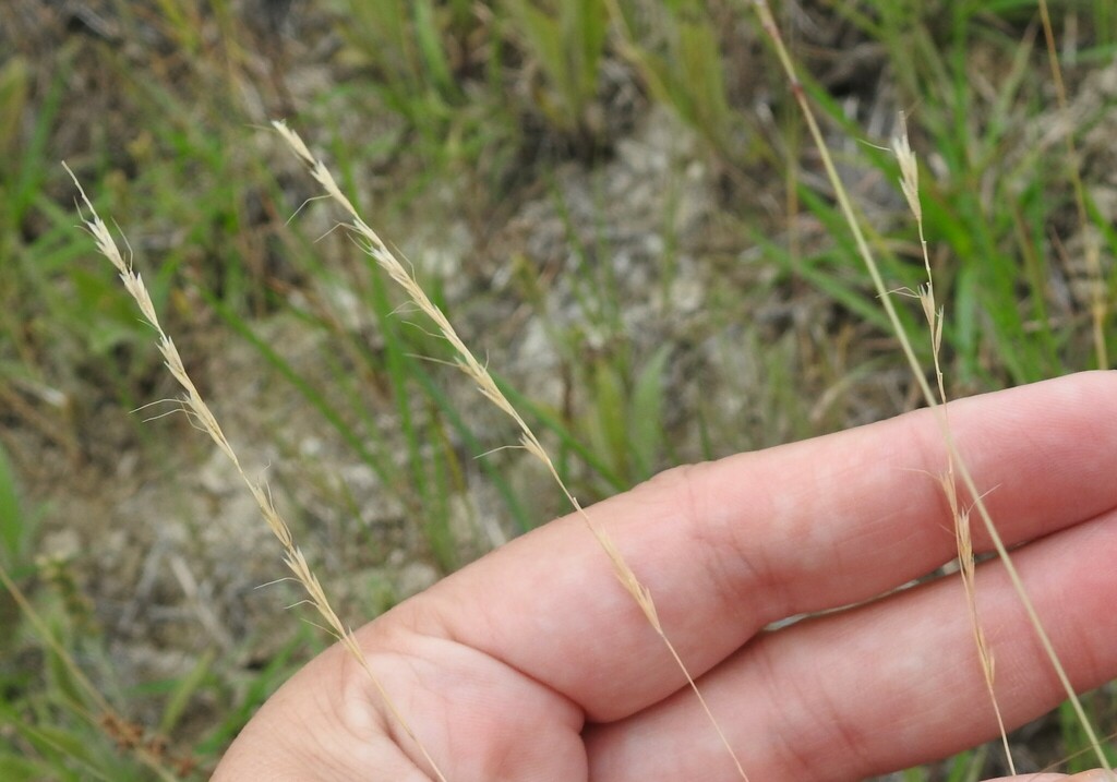 Prairie False Oat from Lake Highlands, Dallas, TX, USA on May 24, 2024 ...