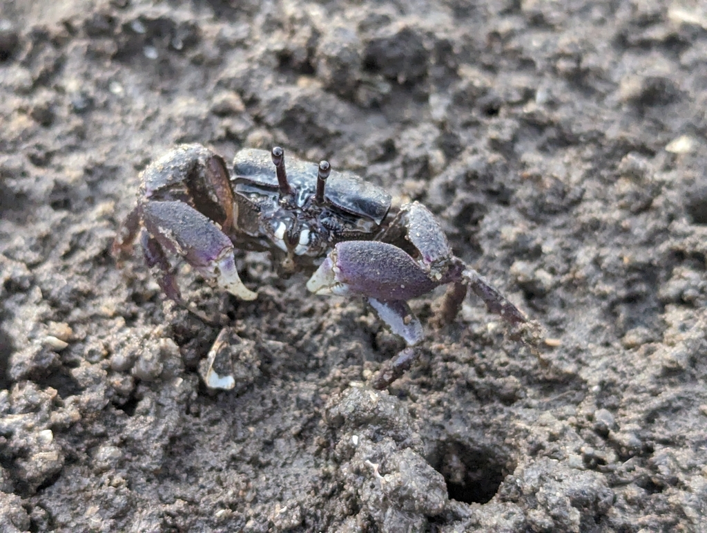 Semaphore Crab from Kooragang NSW 2304, Australia on May 25, 2024 at 03 ...