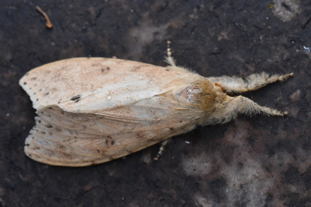 Calliteara angulata from 广东省韶关市乳源瑶族自治县南岭国家森林公园 on May 24, 2024 at 06:31 ...