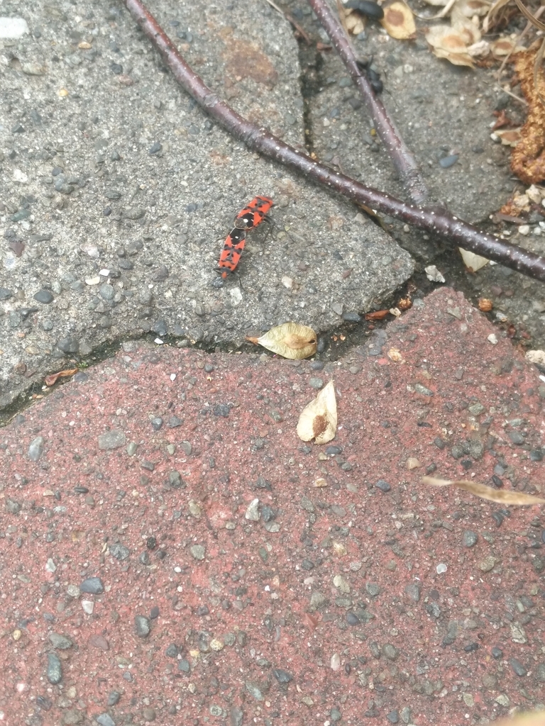 Black-and-Red Bug from Fushimi, Chuo Ward, Sapporo, Hokkaido 064-0942 ...