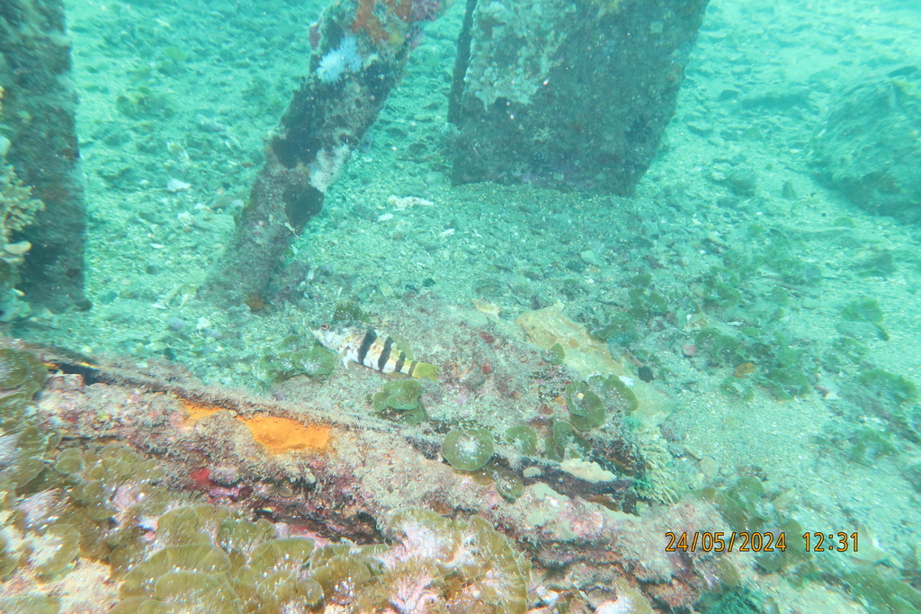 Banded Seaperch from Rapid Bay jetty South Australia on May 24, 2024 at ...