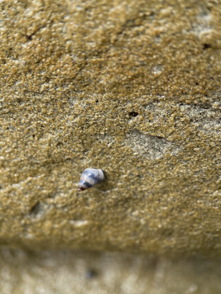 New Zealand Blue-banded Periwinkle from Mangawhai Heads, Mangawhai, New ...