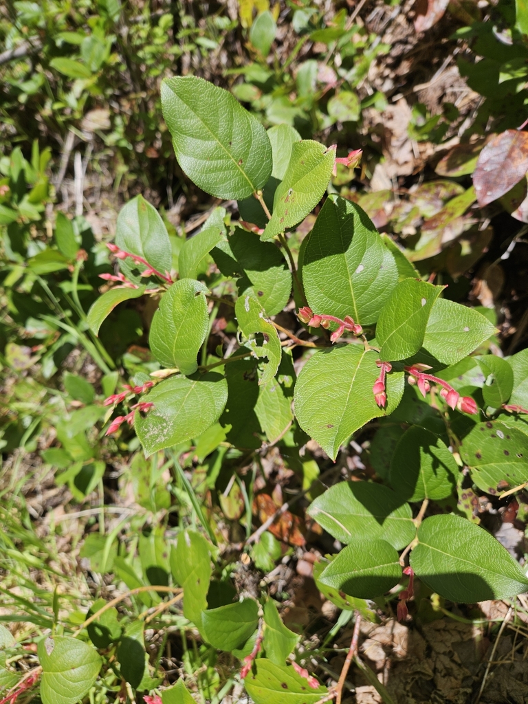 salal from Cascadia, OR 97329, USA on May 23, 2024 at 01:49 PM by ...