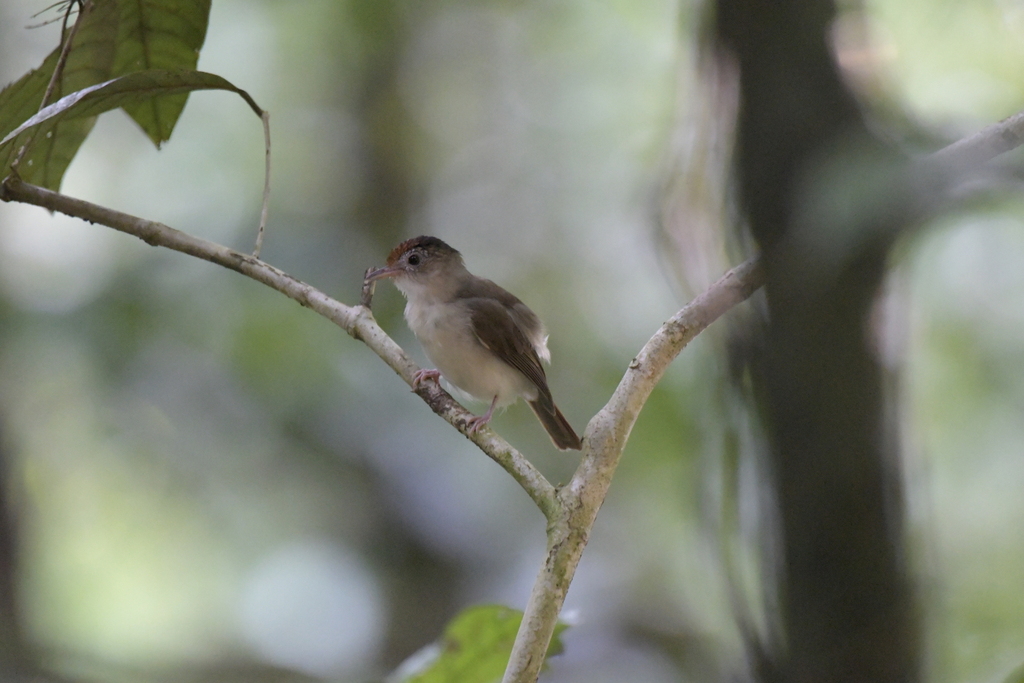 Scaly-crowned Babbler from 马来西亚砂拉越达迈海滩热带雨林 on May 13, 2024 at 05:36 PM ...