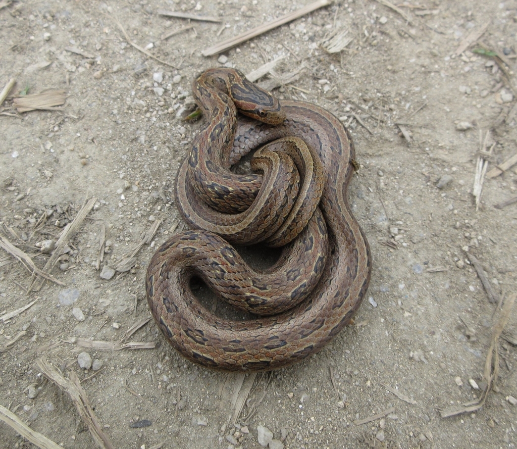 Frog-eating Rat Snake in May 2024 by Yucheol Shin · iNaturalist