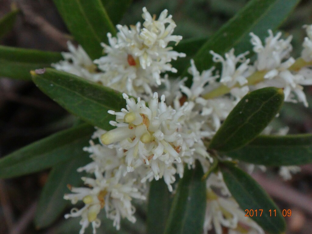 Orites diversifolius from Wellington Park TAS 7054, Australia on ...