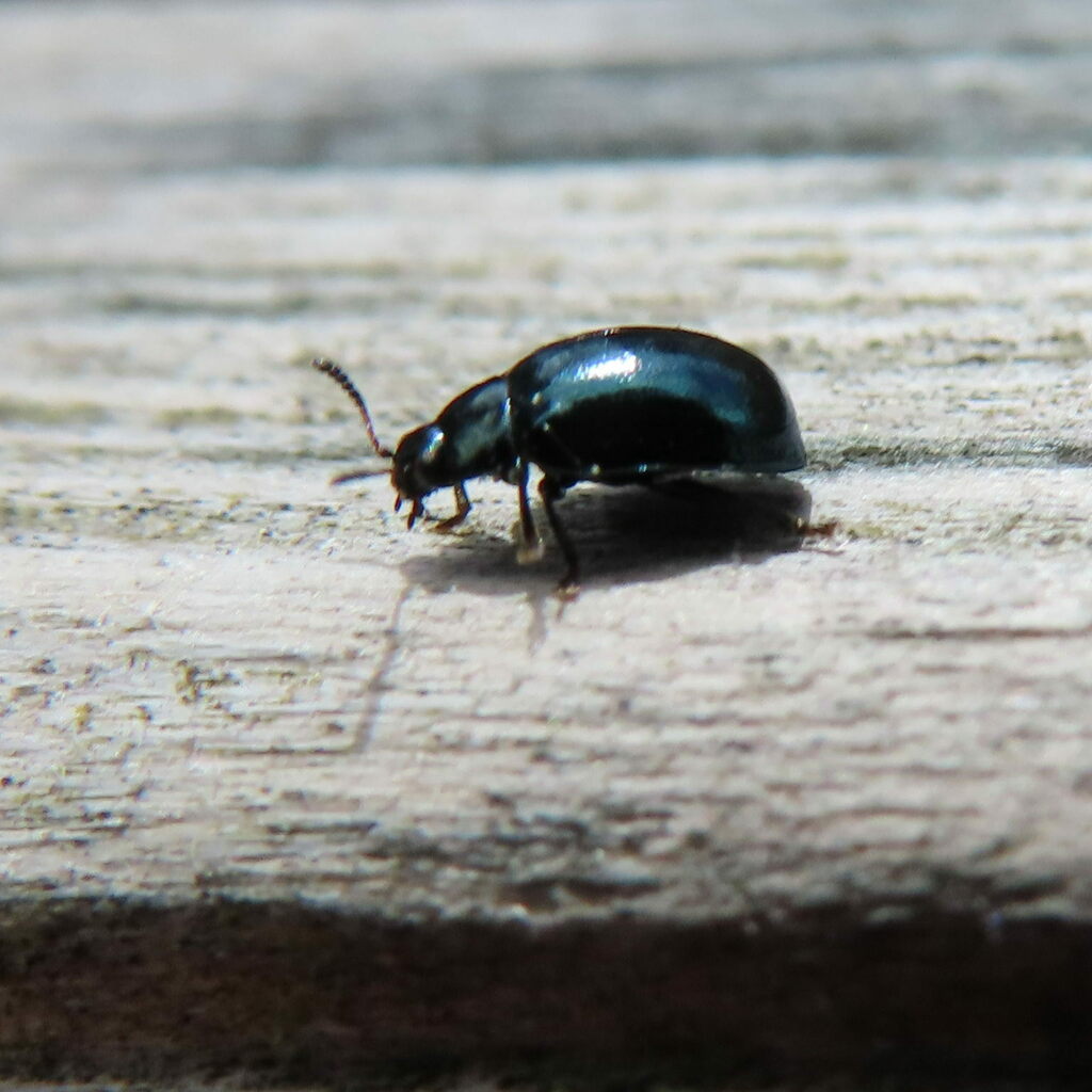 Willow Leaf Beetle from Timberlea, NS, Canada on May 24, 2024 at 01:30 ...
