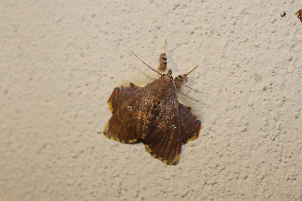 Walker's Moth from Cachoeiras de Macacu - State of Rio de Janeiro ...