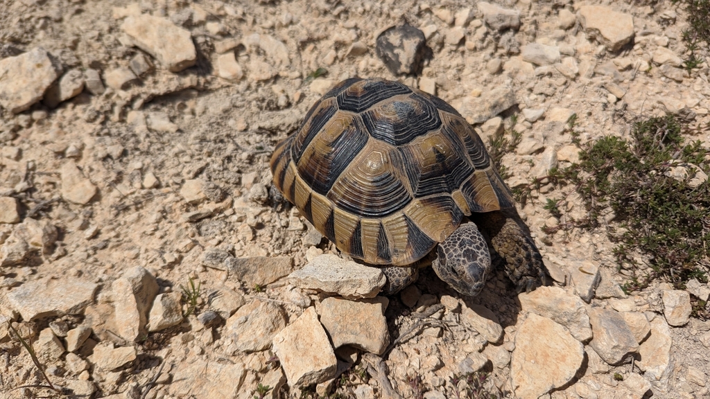 Greek Tortoise in May 2024 by Christoph Kramer · iNaturalist