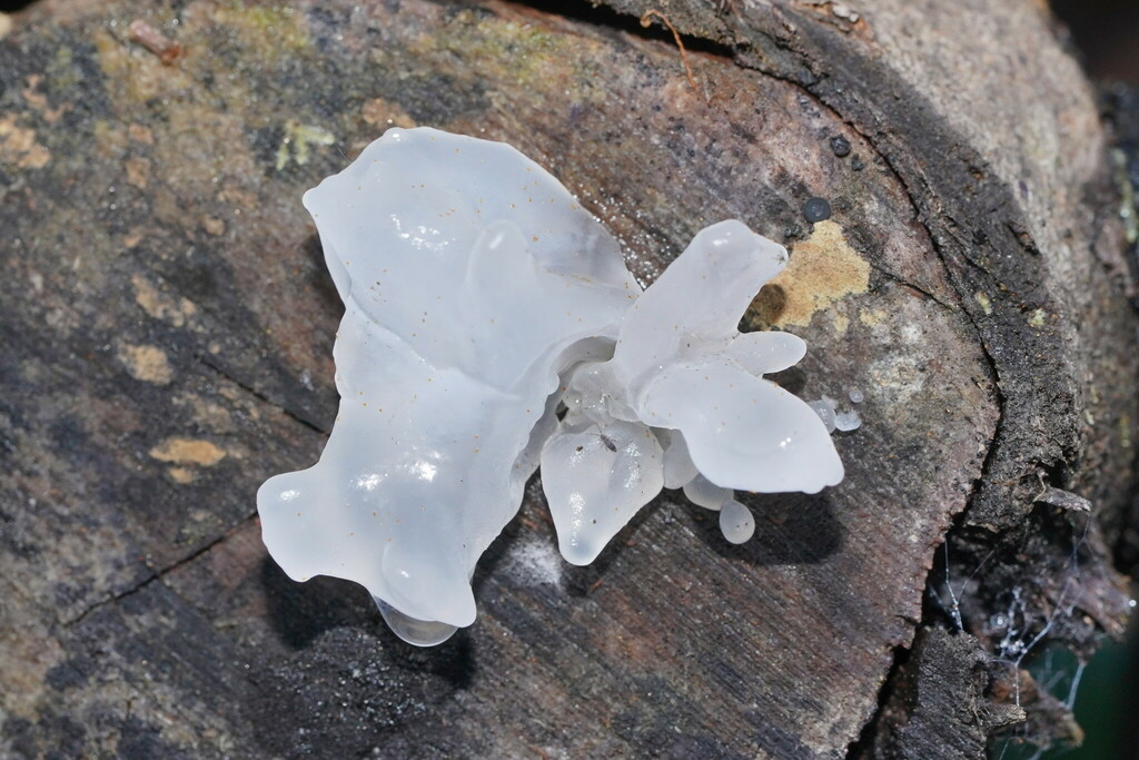 snow fungus from Yarra Ranges - Seville, Victoria, Australia on May 21 ...