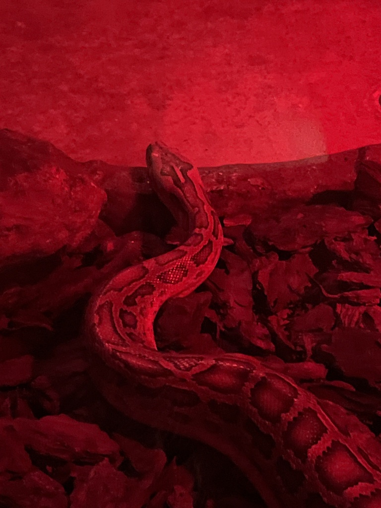 Burmese Python in May 2024 by joshuacohen7 · iNaturalist