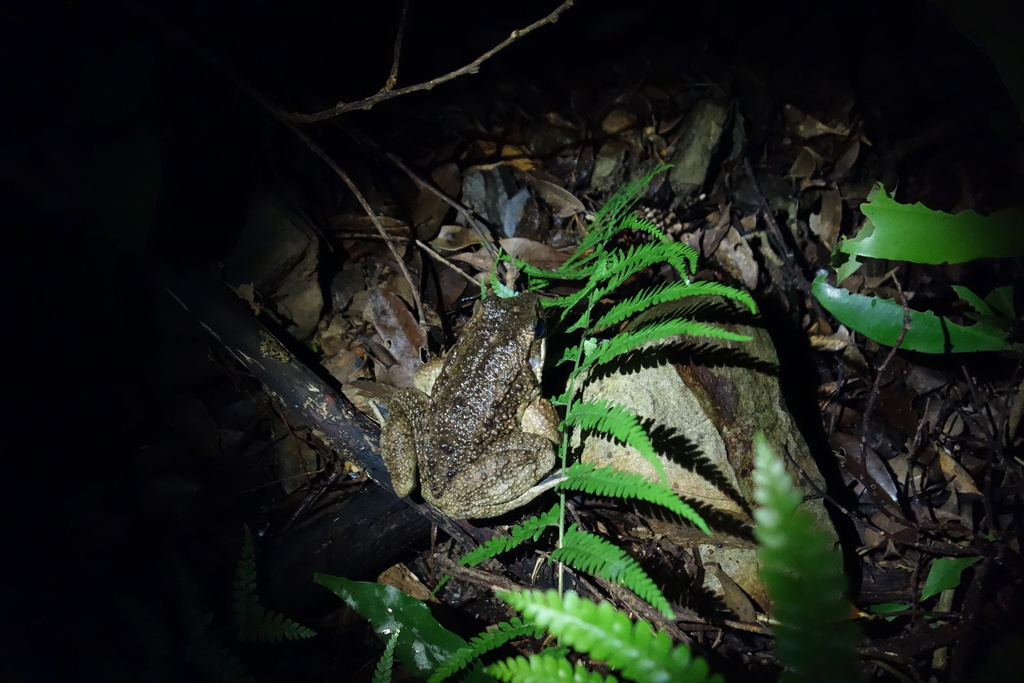 Otton frog in May 2024 by taisha568 · iNaturalist