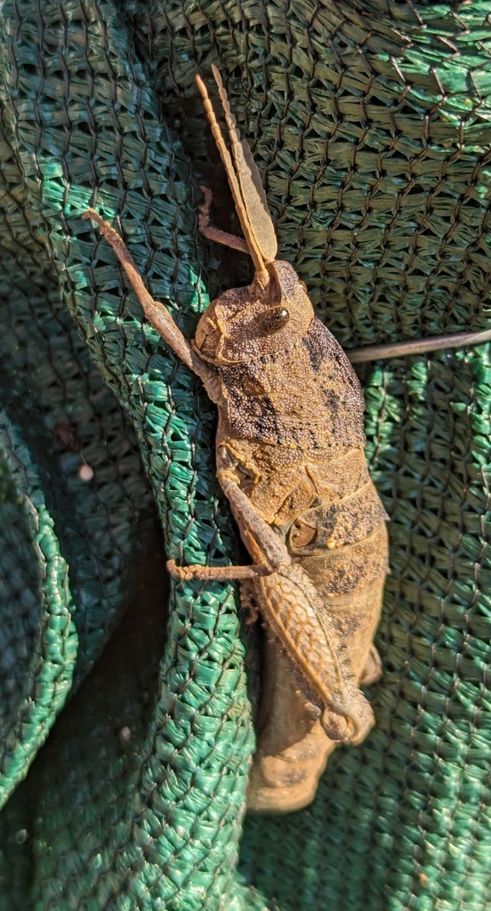 Rain Locusts from Otjozondjupa Region, Namibia on May 24, 2024 at 09:41 ...
