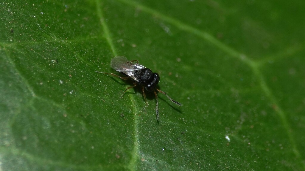 Telenominae from Lingmala, Mahabaleshwar on May 5, 2024 at 01:50 PM by ...