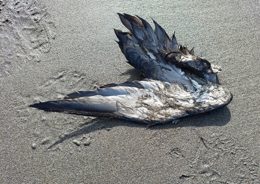 Shearwaters and Petrels from Back Beach/Tapuae New Plymouth District ...