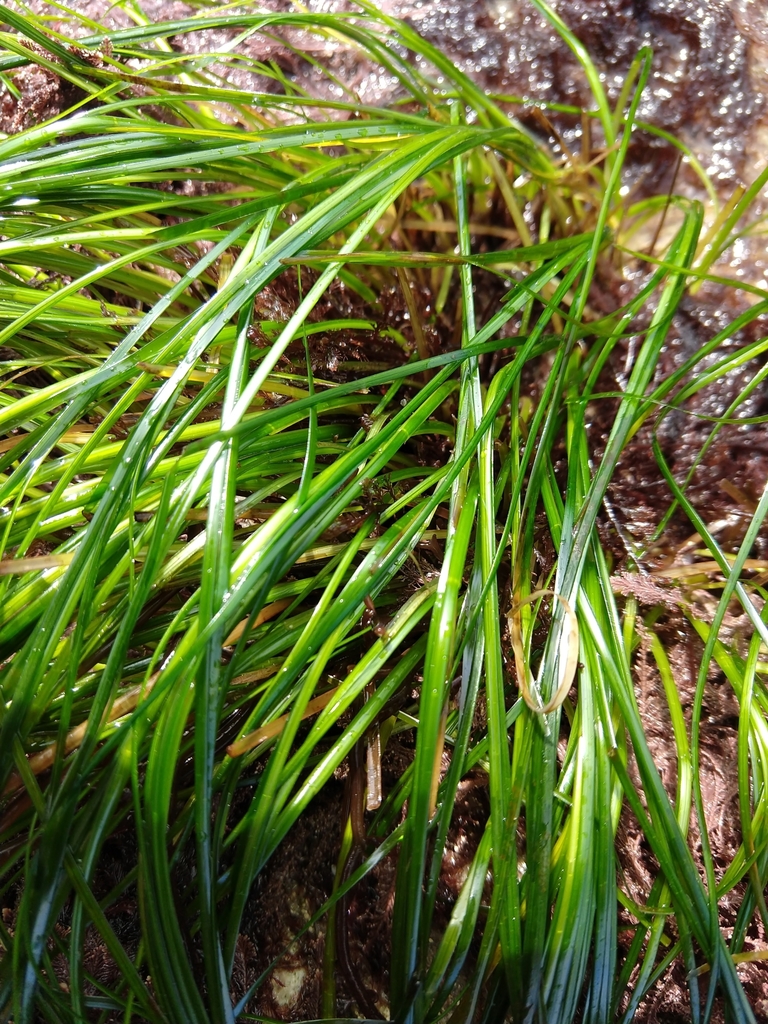 Torrey's Surfgrass (Phyllospadix torreyi) - Botanical Realm