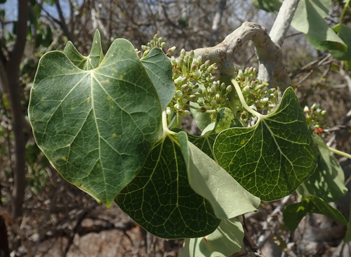 Cynanchum pachycladon · iNaturalist Mexico