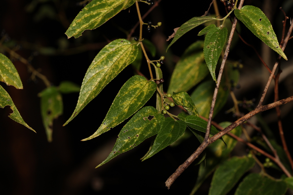 Nettle Tree from Brisbane QLD, Australia on May 25, 2024 at 05:16 PM by ...