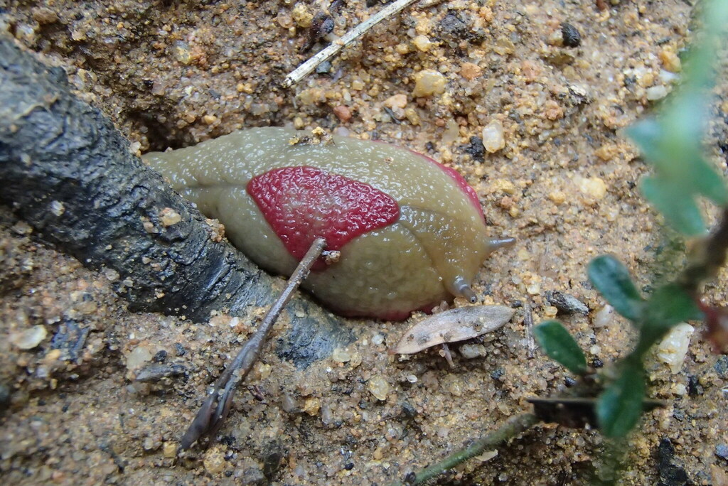 Red Triangle Slug from 62 Railway Parade, Wentworth Falls NSW 2782 ...