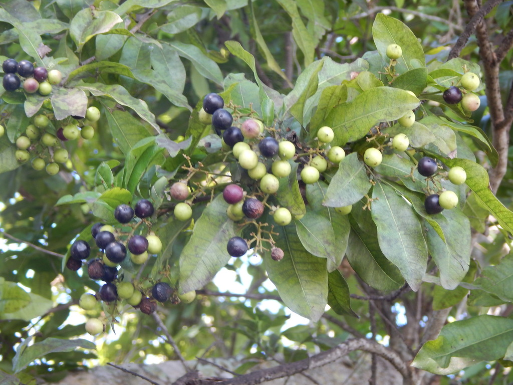 Inkwood (FIU Nature Preserve Plant Inventory List) · iNaturalist