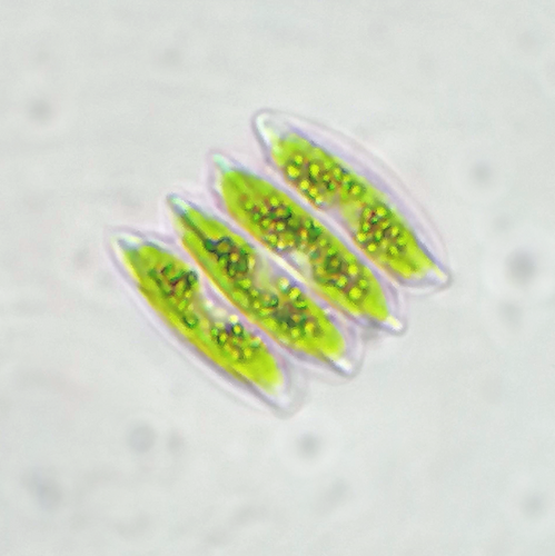 Acutodesmus acutiformis · NaturaLista Colombia