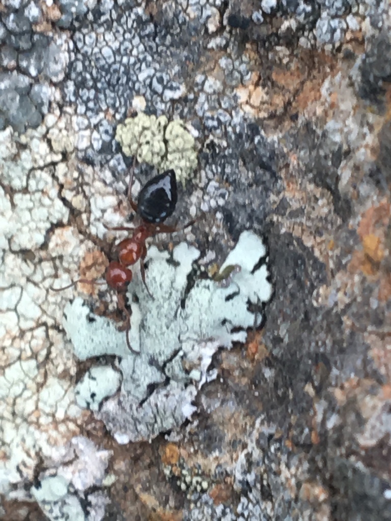 Baker's Carpenter Ant from San Clemente Island Underwater Range, , CA ...