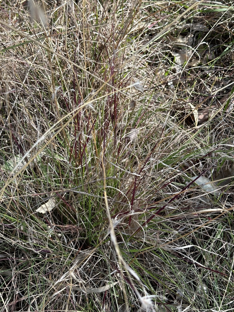 red-anther wallaby grass in May 2024 by Haven B. or kangaroo grass ...