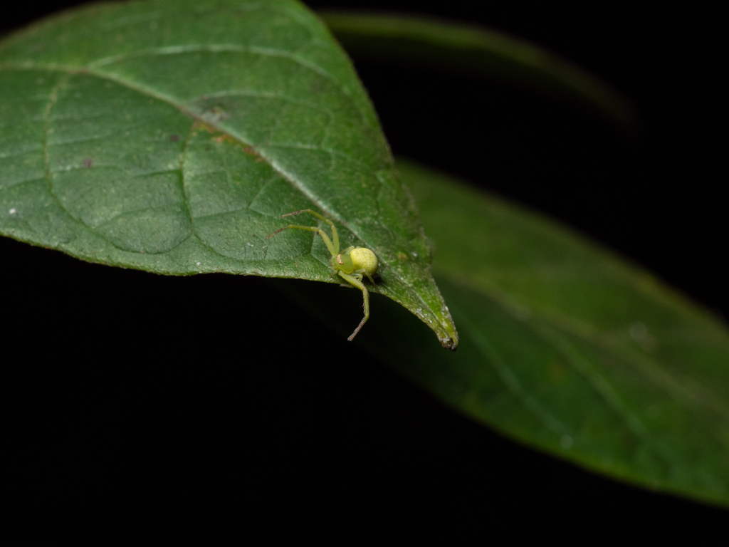 Crab Spiders from Nyagahinga, Kigali, Rwanda on April 20, 2024 at 07:10 ...