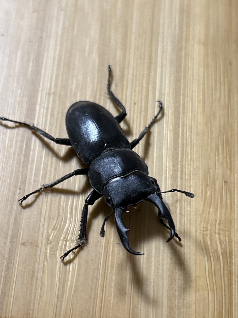 Dorcus rectus rectus in May 2024 by riparianwind · iNaturalist