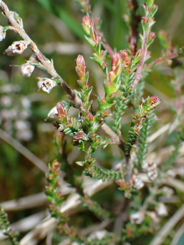 common heather from Scottish Borders, UK on May 25, 2024 at 08:56 AM by ...