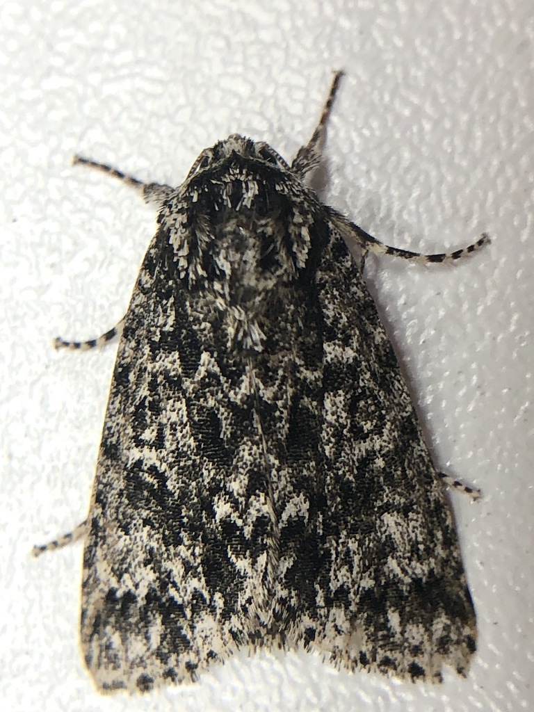 Night-wandering Dagger from 273 Charlotteville Road 2, Norfolk County ...