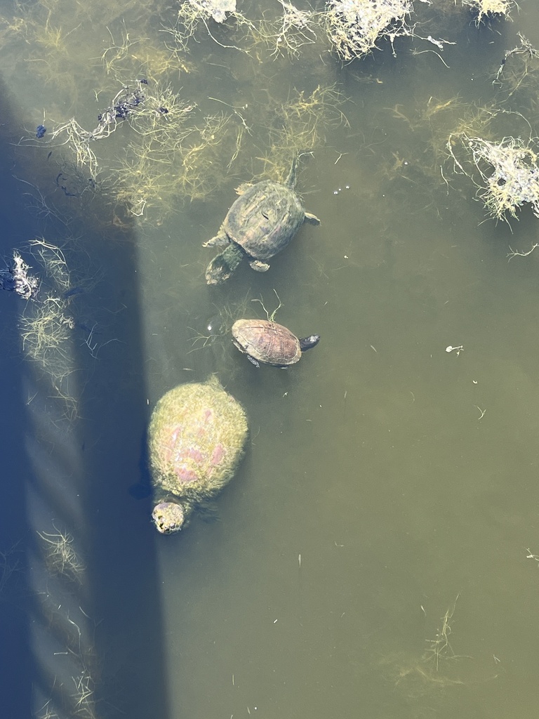 Common Snapping Turtle from Cape Hatteras National Seashore, Nags Head ...