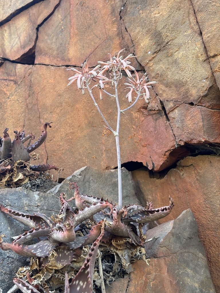 Rock Spotted Aloe in May 2024 by Troos van der Merwe · iNaturalist