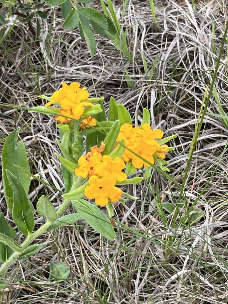 hoary puccoon from Wisconsin Rapids, WI, US on May 24, 2024 at 08:59 AM ...
