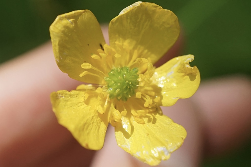 Japanese Buttercup from 日本、〒386-0032 長野県上田市諏訪形 on May 25, 2024 at 10:33 ...
