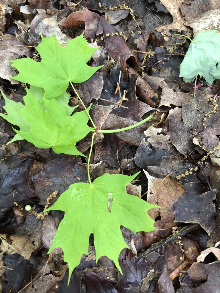 sugar maple from 7300 N Palmyra Rd, Canfield, OH, US on May 10, 2019 at ...