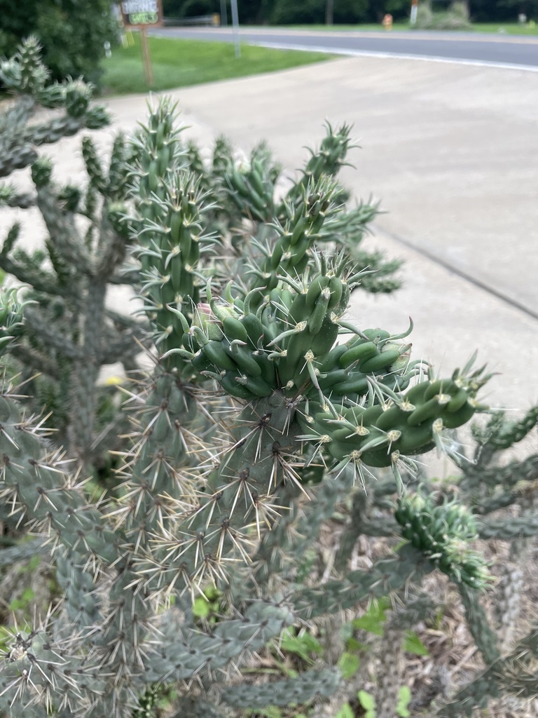 tree cholla from Barrett Station Rd, Ballwin, MO, US on May 24, 2024 at ...