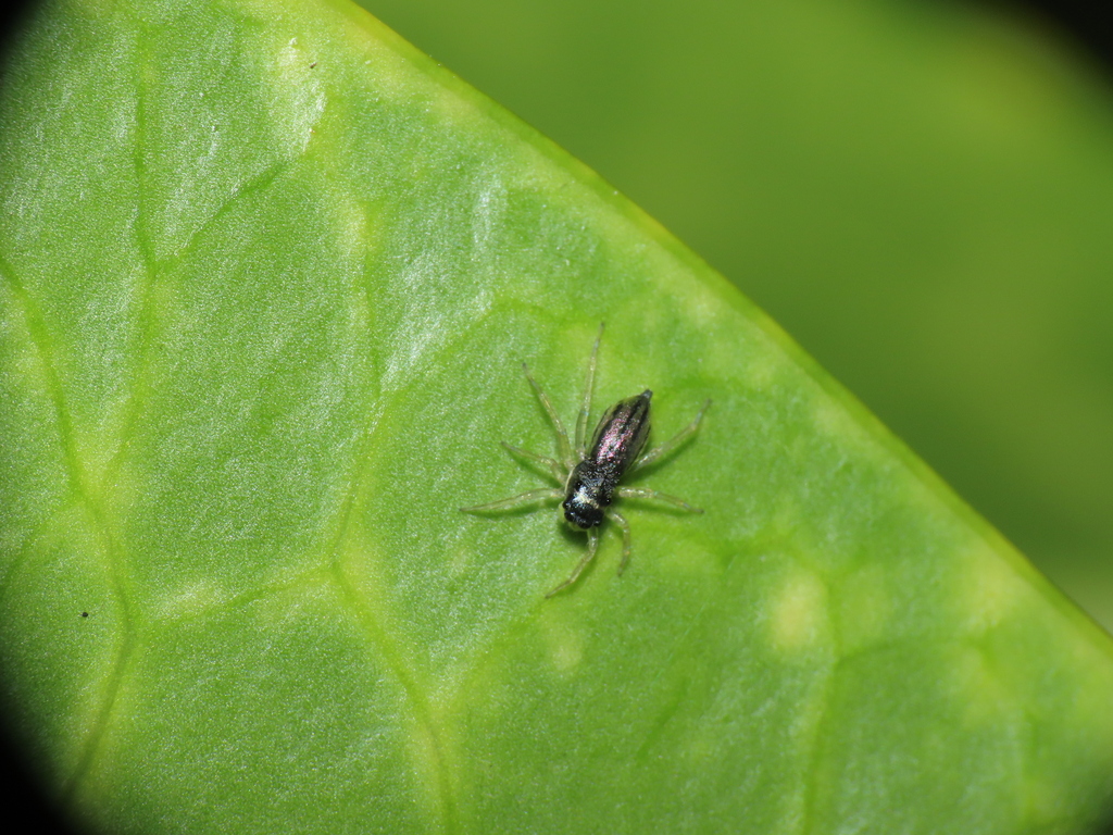 Phintella bifurcilinea from Kulon Progo Regency, Special Region of ...