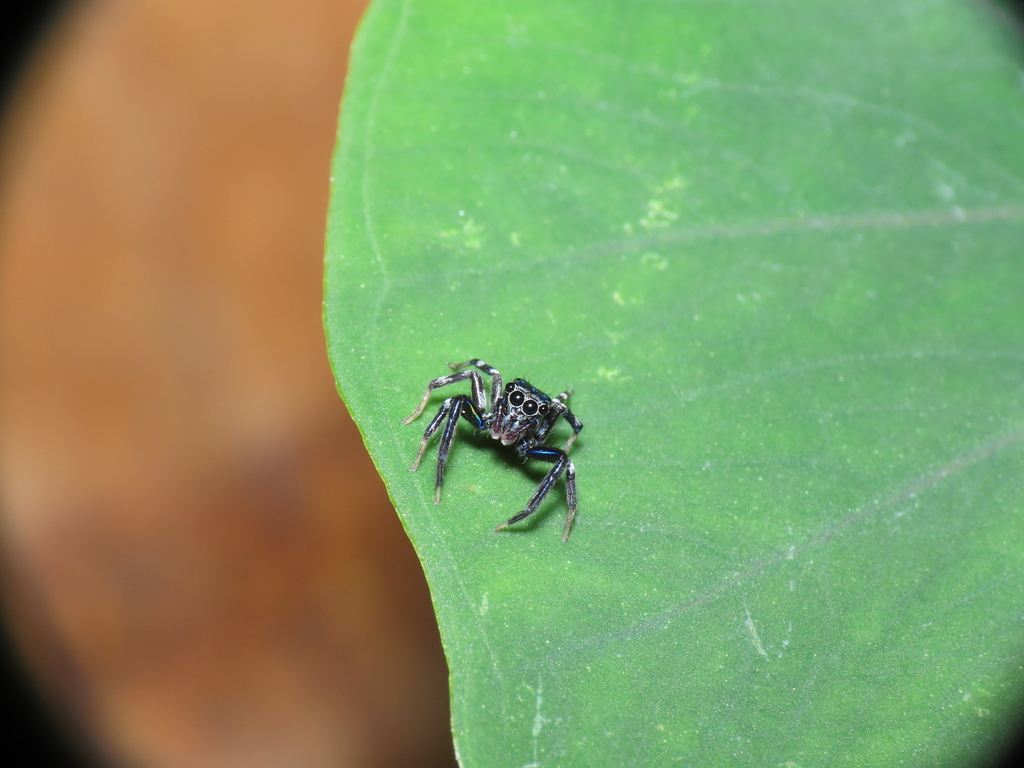 Thorelliola javaensis from Kulon Progo Regency, Special Region of ...