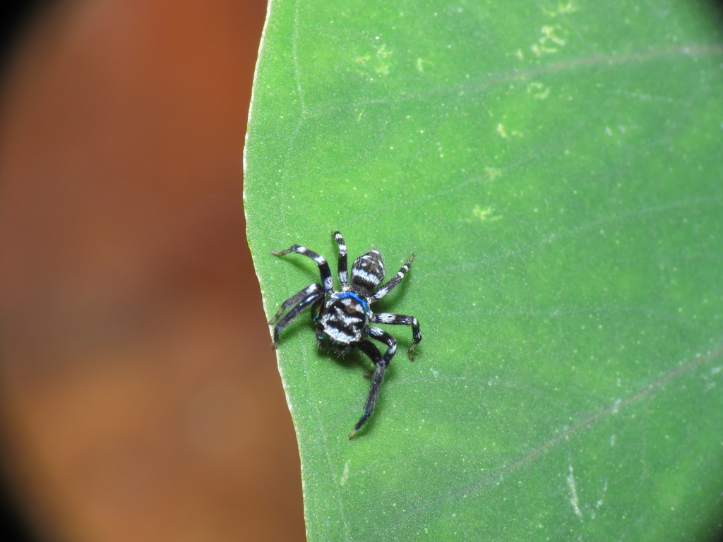 Thorelliola javaensis from Kulon Progo Regency, Special Region of ...