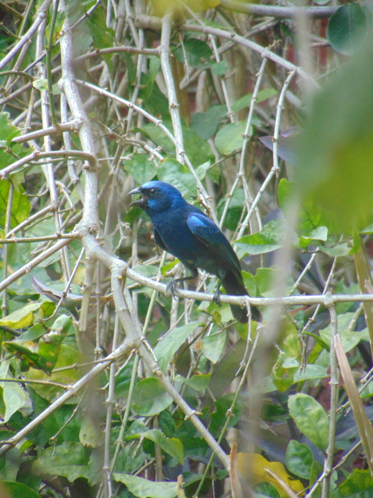 Blue Bunting from El Ranchito, 67303 Santiago, N.L., México on May 12 ...