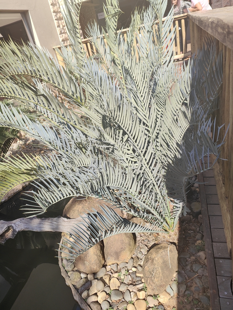 Bushman's River cycad in May 2024 by Hendrik McCarthy. Enceph ...