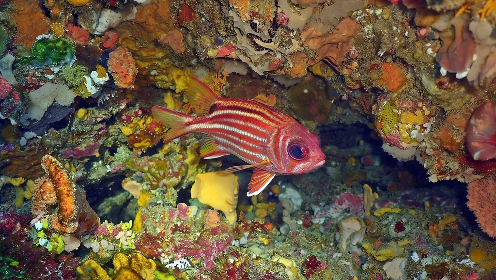 Red Squirrelfish from 20 kilometres southwest of the Dawesville Cut ...